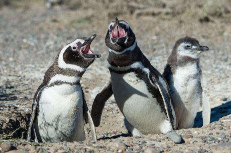 Magellanic Penguins Editorial Stock Photo - Stock Image | Shutterstock