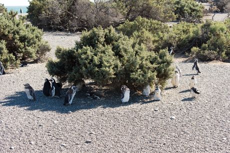 Magellanic Penguins Editorial Stock Photo - Stock Image | Shutterstock