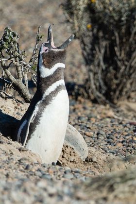 Magellanic Penguins Editorial Stock Photo - Stock Image | Shutterstock