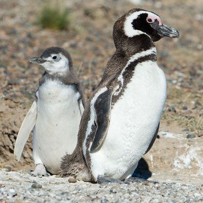 Magellanic Penguins Editorial Stock Photo - Stock Image | Shutterstock