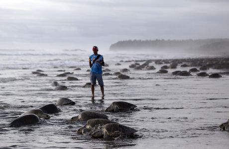 Tourist Watching Lora Sea Turtles Leaving Editorial Stock Photo - Stock ...