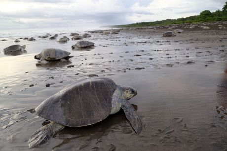 Lora Sea Turtles Leaving Sea Lay Editorial Stock Photo - Stock Image ...