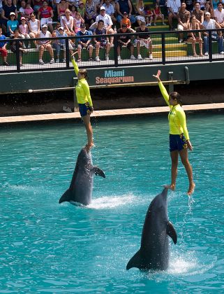 Dolphins Perorming Miami Seaquarium Florida Editorial Stock Photo ...