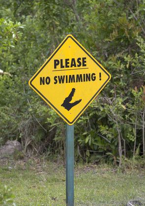 No Swimming Alligator Sign Everglades Florida Editorial Stock Photo ...