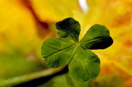 6 Auspicious plant Stock Pictures, Editorial Images and Stock Photos ...