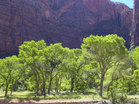 Zion National Park Utah America Editorial Stock Photo - Stock Image ...