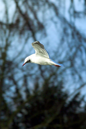Hovering Gull Editorial Stock Photo - Stock Image | Shutterstock