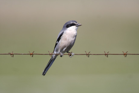 Southern Grey Shrike Lanius Meridionalis Sitting Editorial Stock Photo ...