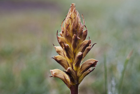 34 Broom rape Stock Pictures, Editorial Images and Stock Photos ...