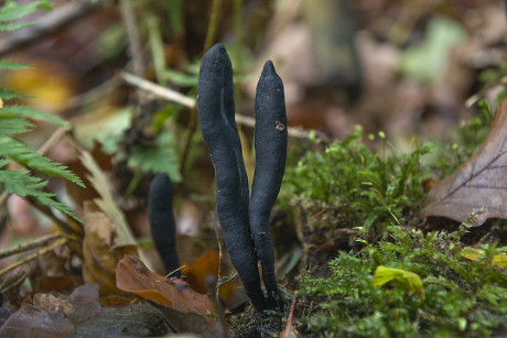 52 Ascomycota Stock Pictures, Editorial Images and Stock Photos ...