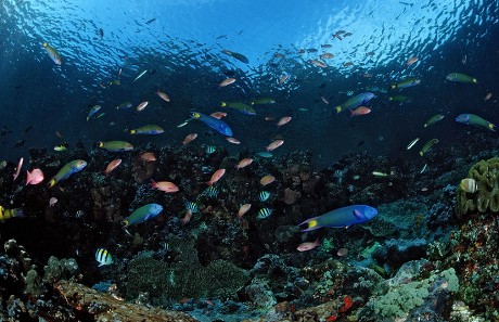Colourful Fish Halichoeres Sp Coral Reef Editorial Stock Photo - Stock ...