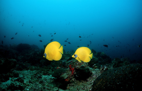 Masked Butterflyfish Red Sea Butterfly Fish Editorial Stock Photo ...