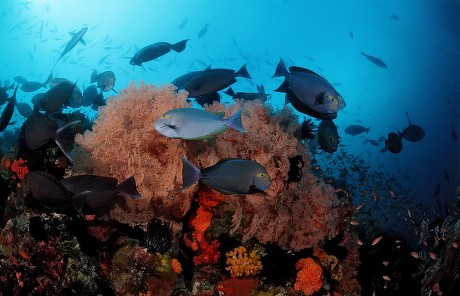 5 Gray surgeonfish Stock Pictures, Editorial Images and Stock Photos ...