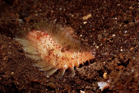 9 Fireworms Stock Pictures, Editorial Images and Stock Photos ...