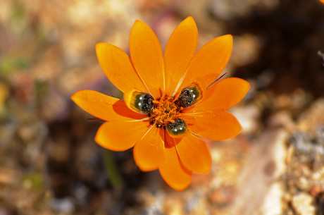 Beetle Daisy Gorteria Diffusa Petals Resemble Editorial Stock Photo ...