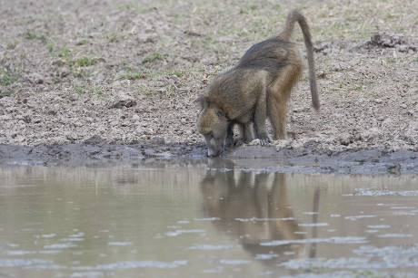 Baboon Monkey Papio Cynocephalus Mudumu National Editorial Stock Photo ...