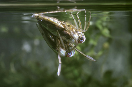 Notonecta Glauca Backswimmer Notonecta Glauca Couple Editorial Stock ...
