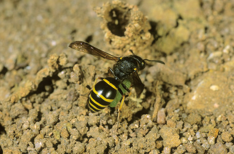 3 Earth wasp Stock Pictures, Editorial Images and Stock Photos ...