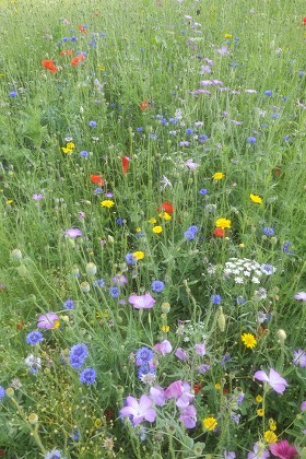 Summer Meadow Poppies Papaver Rhoeas Cornflowers Editorial Stock Photo ...