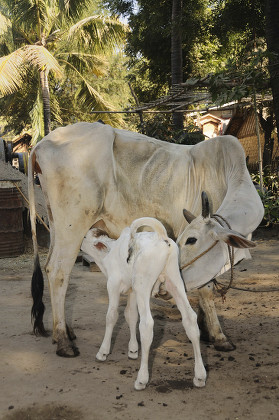 Zebu Bos Primigenius Indicus Cow Calf Editorial Stock Photo - Stock ...