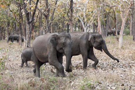 Elephants Forest Asian Asiatic Elephant Elephas Editorial Stock Photo ...