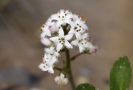 Bogbean Buckbean Menyanthes Trifoliata Medicinal Plant Editorial Stock ...