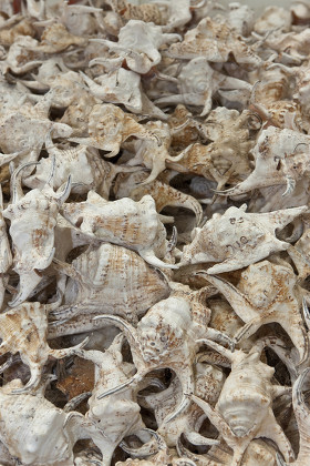 32 Shell piles Stock Pictures, Editorial Images and Stock Photos ...