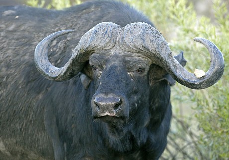 African Buffalo Affalo Cape Buffalo Syncerus Editorial Stock Photo ...