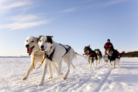 Model Released Two Leaders Lead Dogs Editorial Stock Photo - Stock ...