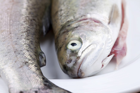 38 Eating fish eyes Stock Pictures, Editorial Images and Stock Photos ...