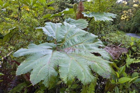 Gunnera Gunnera Insignis Mountain Rainforest Tapanti Editorial Stock ...