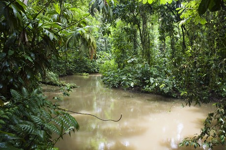 Brook Lowland Rainforest Brauliocarrillo National Park Editorial Stock ...