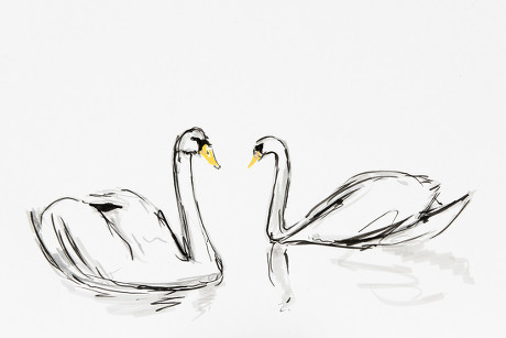 Two Swans Drawing By Artist Gerhard Editorial Stock Photo - Stock Image ...