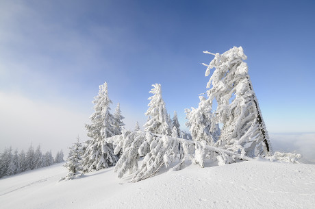 Snowcovered Trees On Ridge Mt Unterberg Editorial Stock Photo - Stock ...
