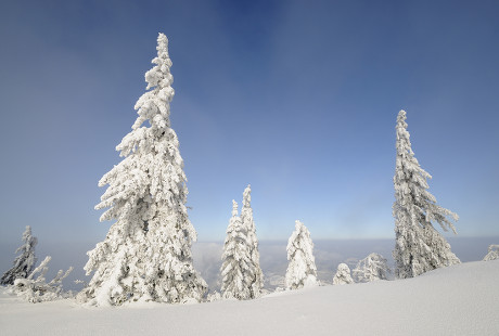 Snowcovered Trees On Ridge Mt Unterberg Editorial Stock Photo - Stock ...