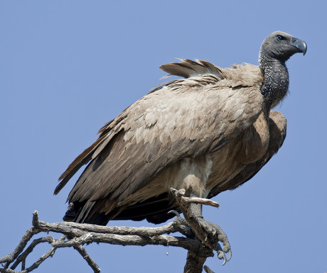 Cape Vultures Gyps Coprotheres Chobe National Editorial Stock Photo ...