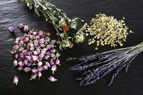 26 Chamomile varieties Stock Pictures, Editorial Images and Stock ...