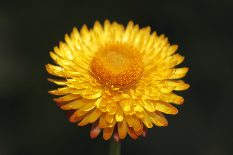 Golden Everlasting Helichrysum Bracteatum Editorial Stock Photo - Stock ...