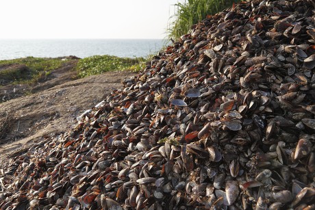 32 Shell piles Stock Pictures, Editorial Images and Stock Photos ...