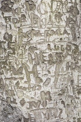 Words Letters Carved Into Tree Bark Editorial Stock Photo - Stock Image ...