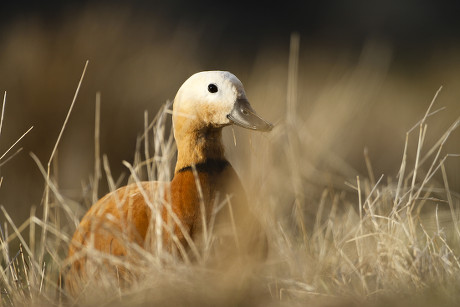Ruddy Shelduck Tadorna Ferruginea Styria Austria Editorial Stock Photo ...