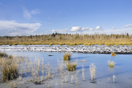 85 Bog ponds Stock Pictures, Editorial Images and Stock Photos ...
