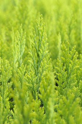Branches Thuja Tree Thuja Sp Editorial Stock Photo - Stock Image ...