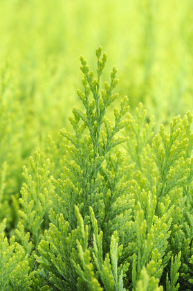 Branches Thuja Tree Thuja Sp Editorial Stock Photo - Stock Image ...