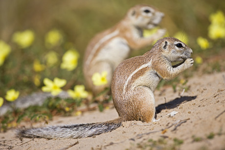 African Ground Squirrels Xerus Rutilus Mabuasehube Editorial Stock ...