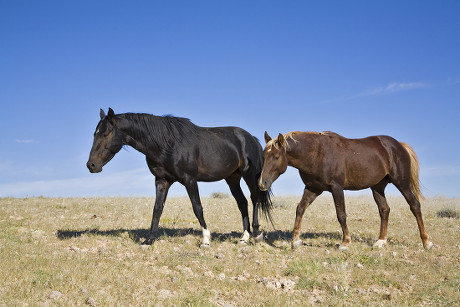 71 Brumbee Stock Pictures, Editorial Images and Stock Photos | Shutterstock