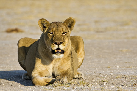 13 Go lionesses Stock Pictures, Editorial Images and Stock Photos ...