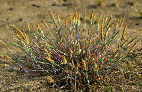 Shortawn Foxtail Alopecurus Aequalis Great Brombach Editorial Stock ...