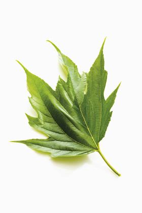 Leaf Morus Platanifolia Mulberry Tree Morus Editorial Stock Photo ...