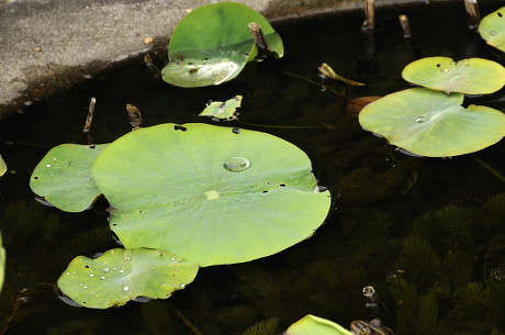 18 Hydrophobic Stock Pictures, Editorial Images and Stock Photos ...